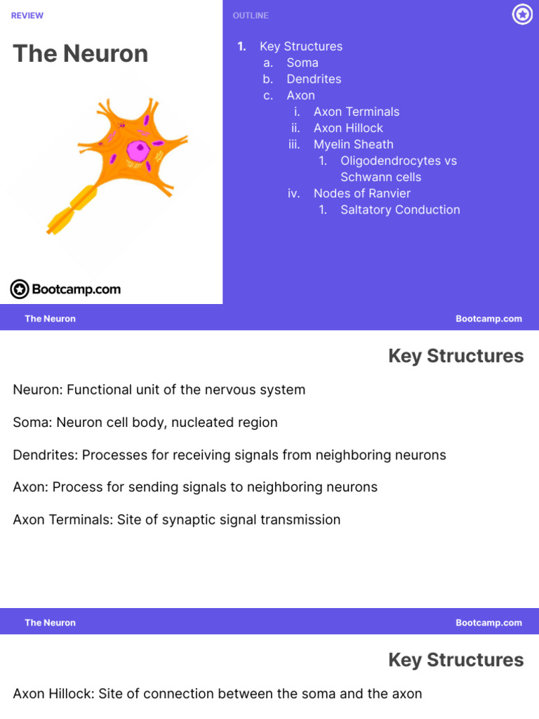 A&P - Nervous System | PDF | Chemical Synapse | Central Nervous System