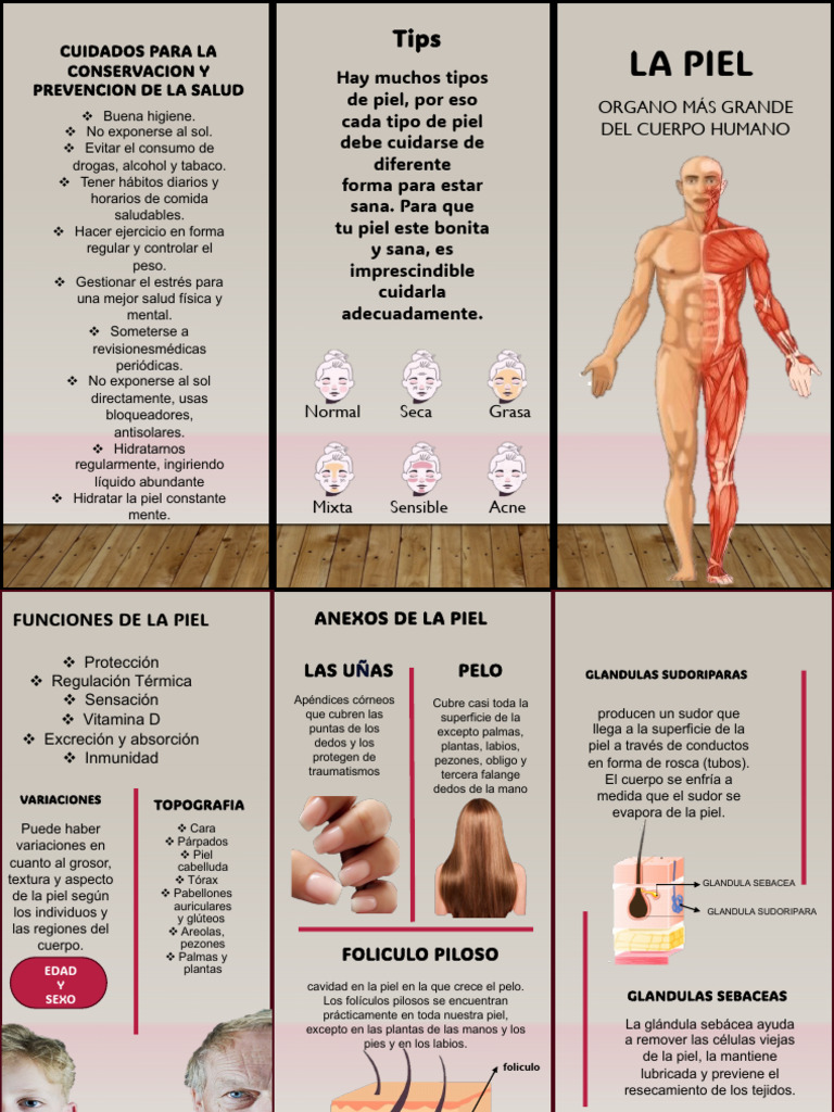 Triptico de La Piel PDF | PDF | Piel | Órgano (anatomía)