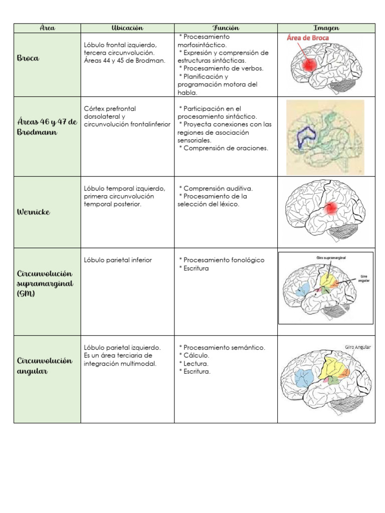 Funciones de los lóbulos cerebrales | PDF | Lóbulo temporal | Neurociencia