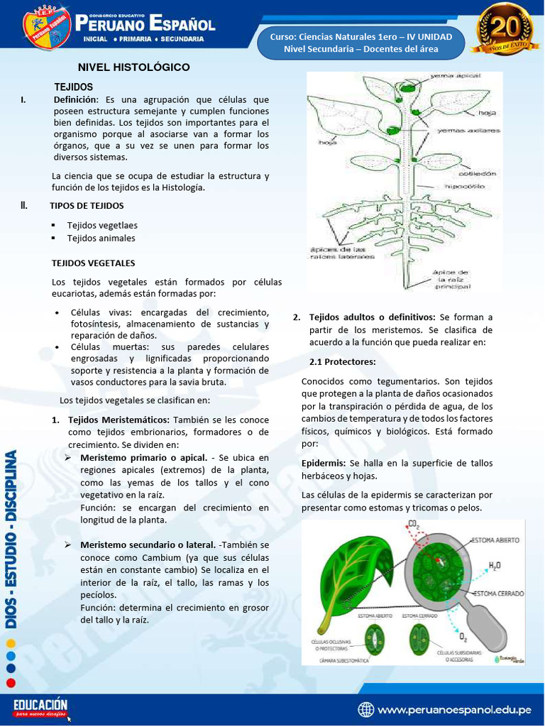 Tejido Veguetal | PDF | Tallo de la planta | Raíz