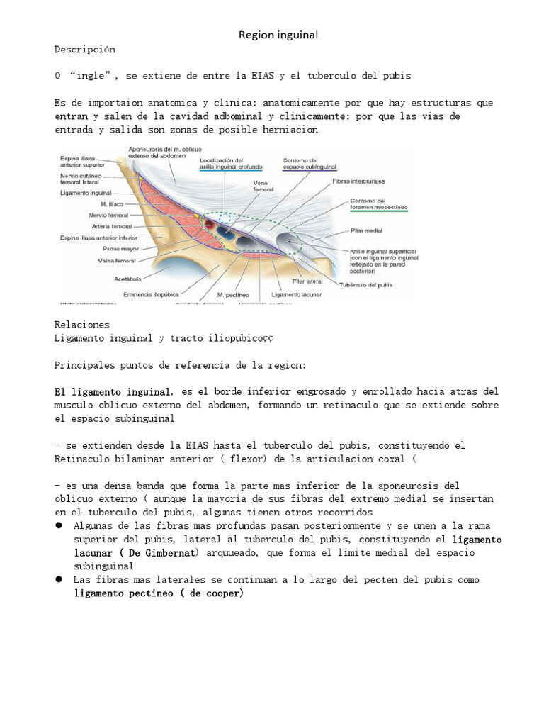 Region Inguinal | PDF | Abdomen | Anatomía