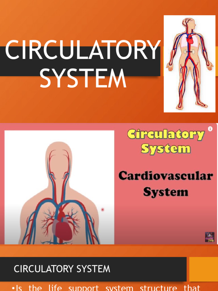 Overview of the Circulatory System | PDF | Wellness | Religion ...