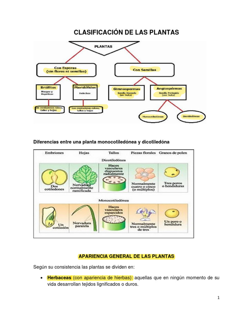 Estructura y Función de Plantas | PDF | Germinación | Tallo de la planta