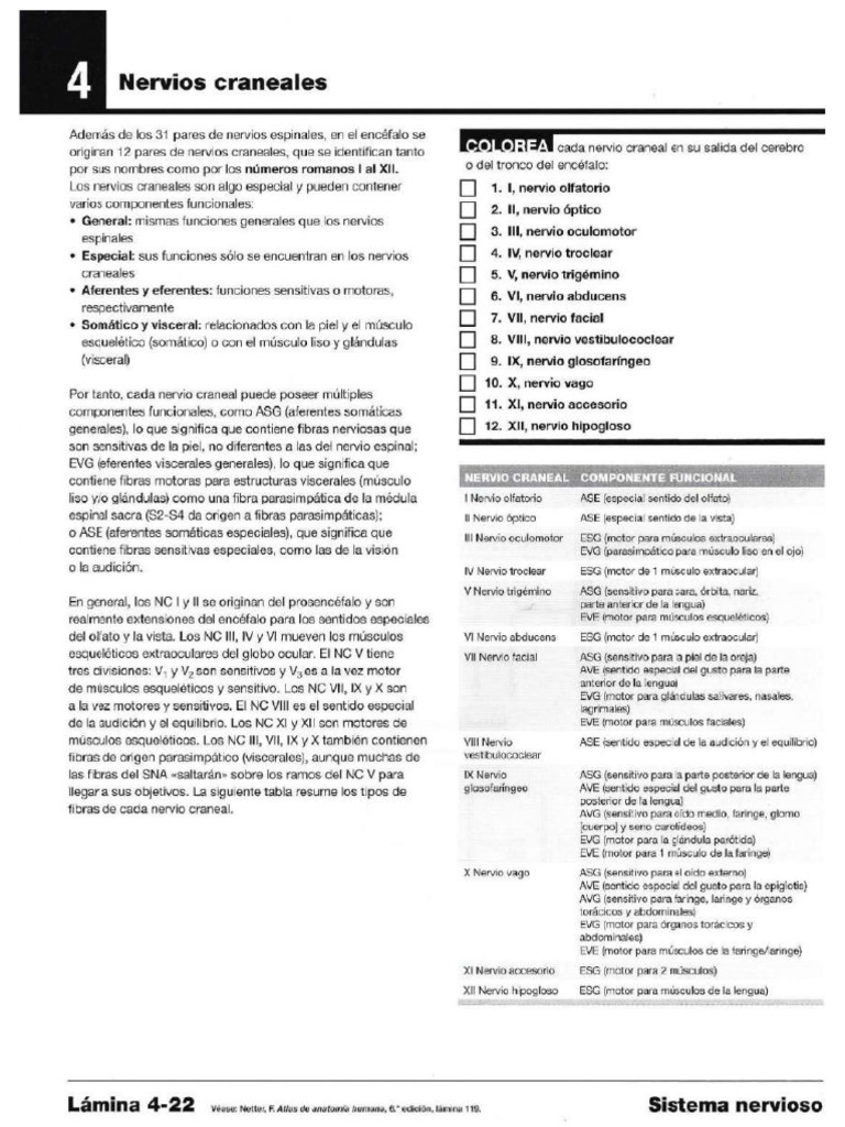 Nervios Craneales | PDF