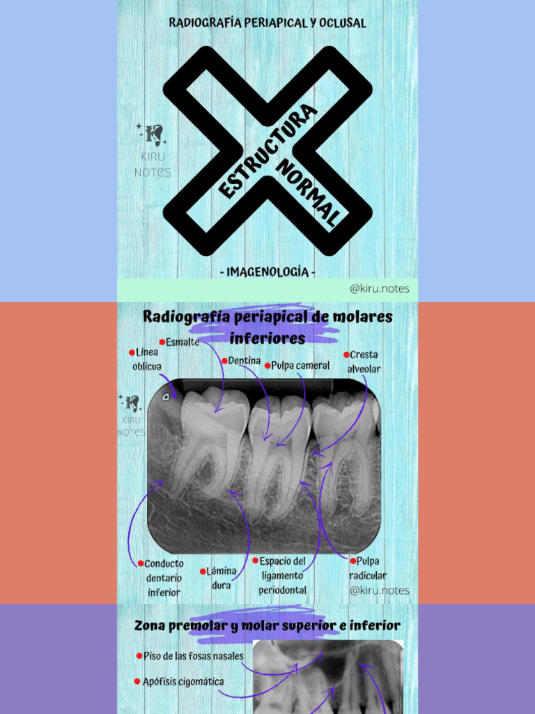 Estructura Normal RX Periapical y Oclusal | PDF