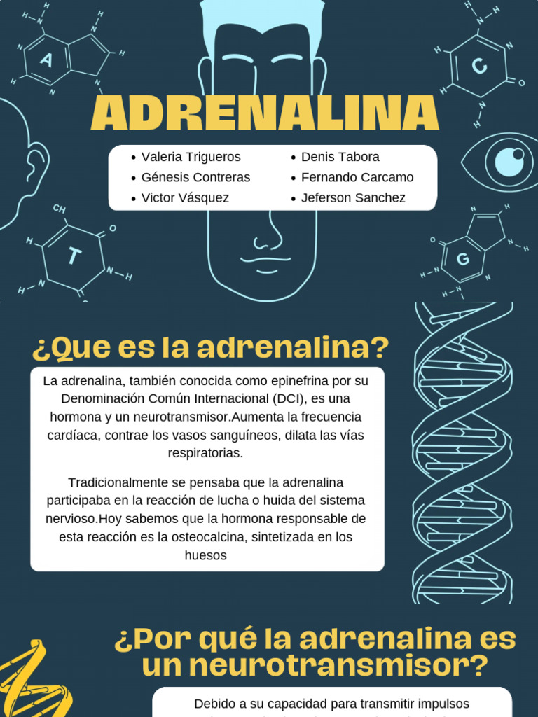 Adrenalin A | PDF | Glándula suprarrenal | Sistema endocrino