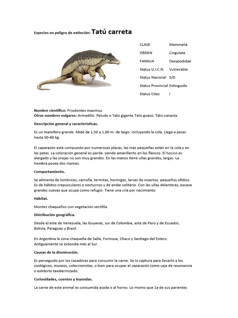 Tatú Carreta: Especie Vulnerable en Chaco | PDF | Jaguar | Zoología