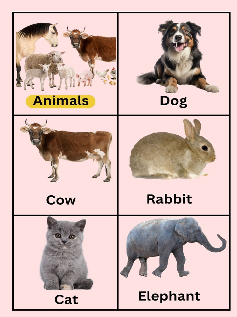 Animal | PDF