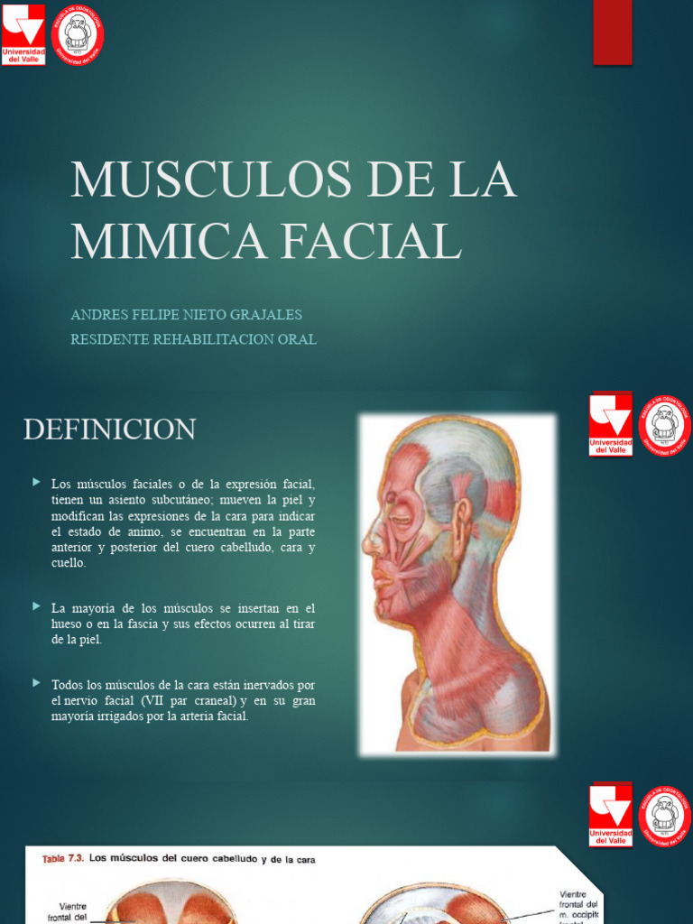 Musculos de La Mimica Facial | Descargar gratis PDF | Anatomía humana | Rasgos faciales