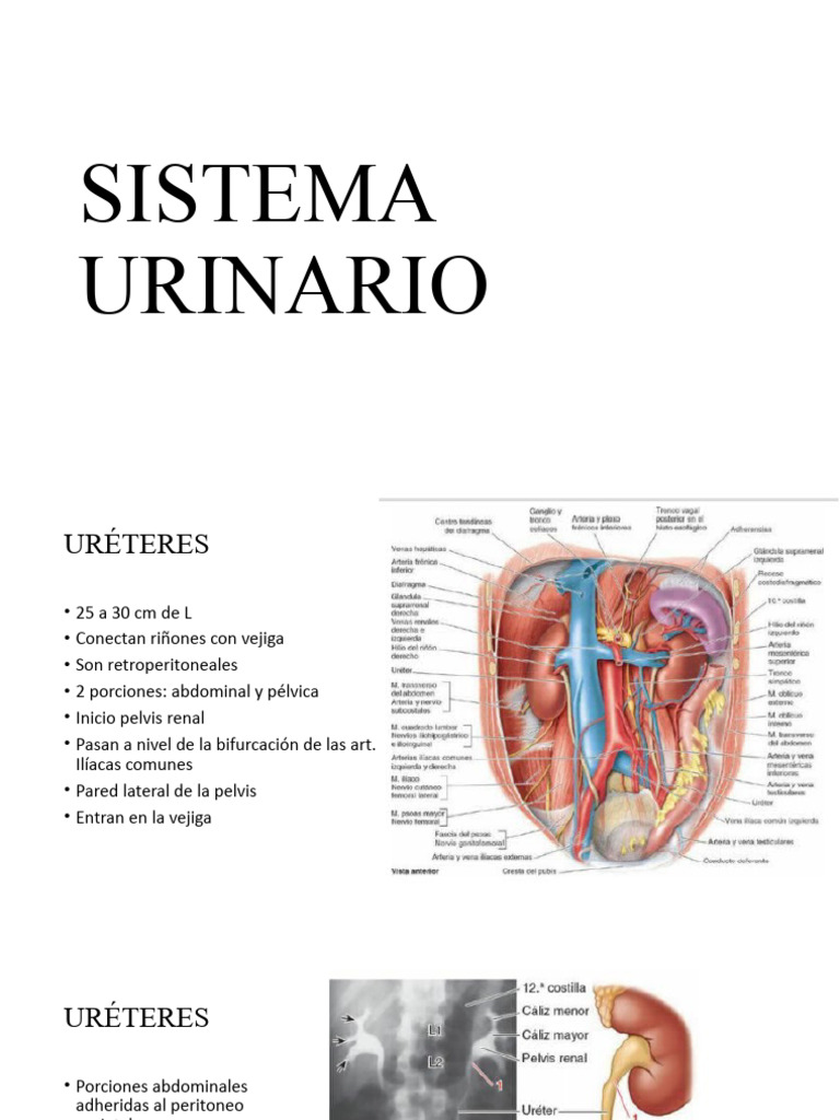Anatomía de los Uréteres | PDF | Ciencias sociales | Salud y bienestar