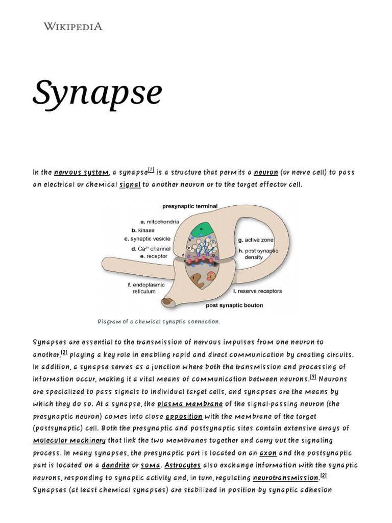 Synapse | PDF | Synapse | Neurotransmitter