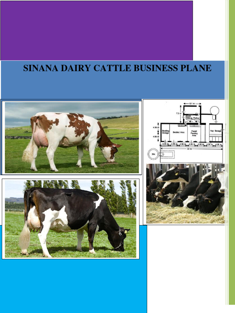 Dairy Cattle Business Plane | PDF | Dairy Farming | Dairy