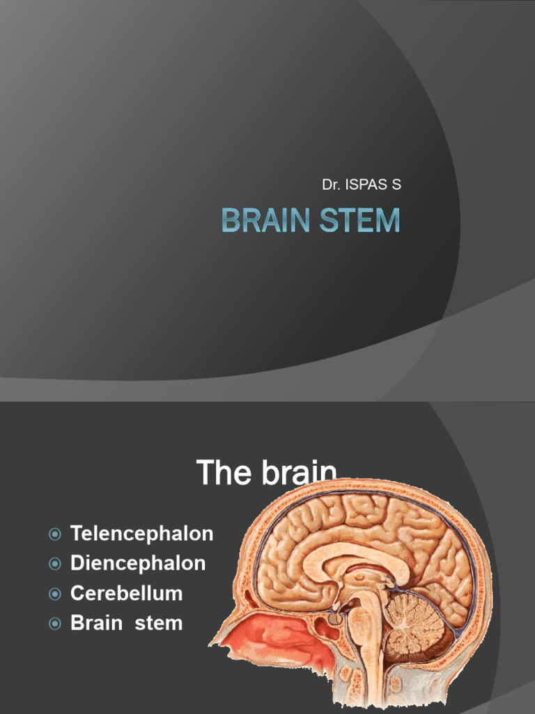 brain stem | PDF | Brainstem | Spinal Cord