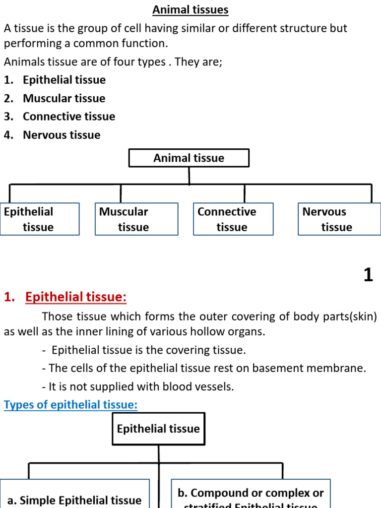 Epithelial Tissue | PDF | Epithelium | Tissue (Biology)