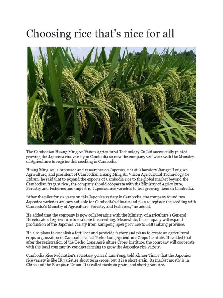 Choosing rice that | PDF | Rice | Cambodia