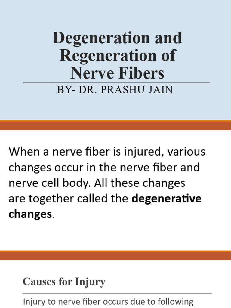Degeneration And Regeneration Of Nerve Fibre Pdf Neuron Axon