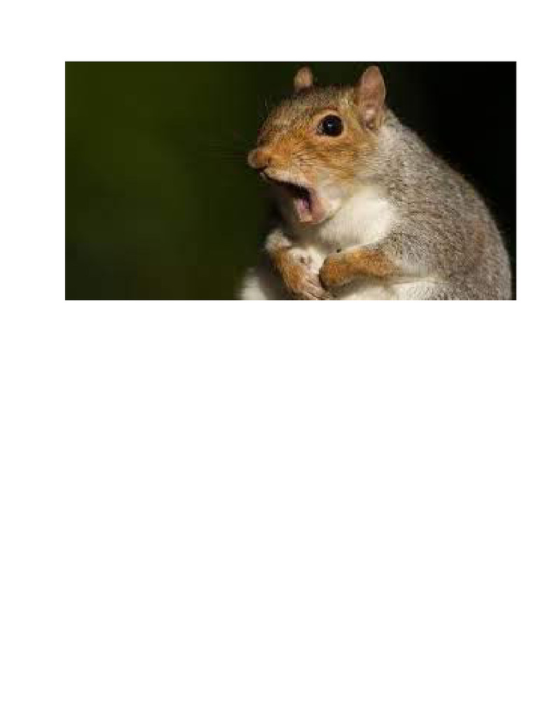 Squirrel | PDF