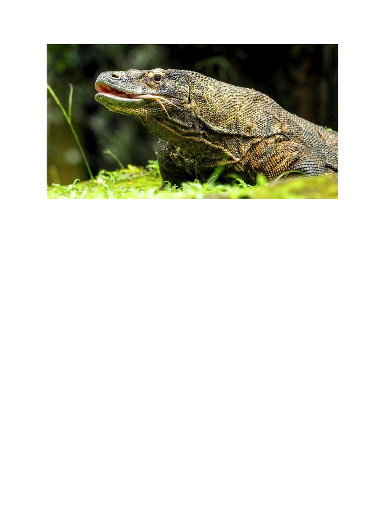 Lizard Pdf