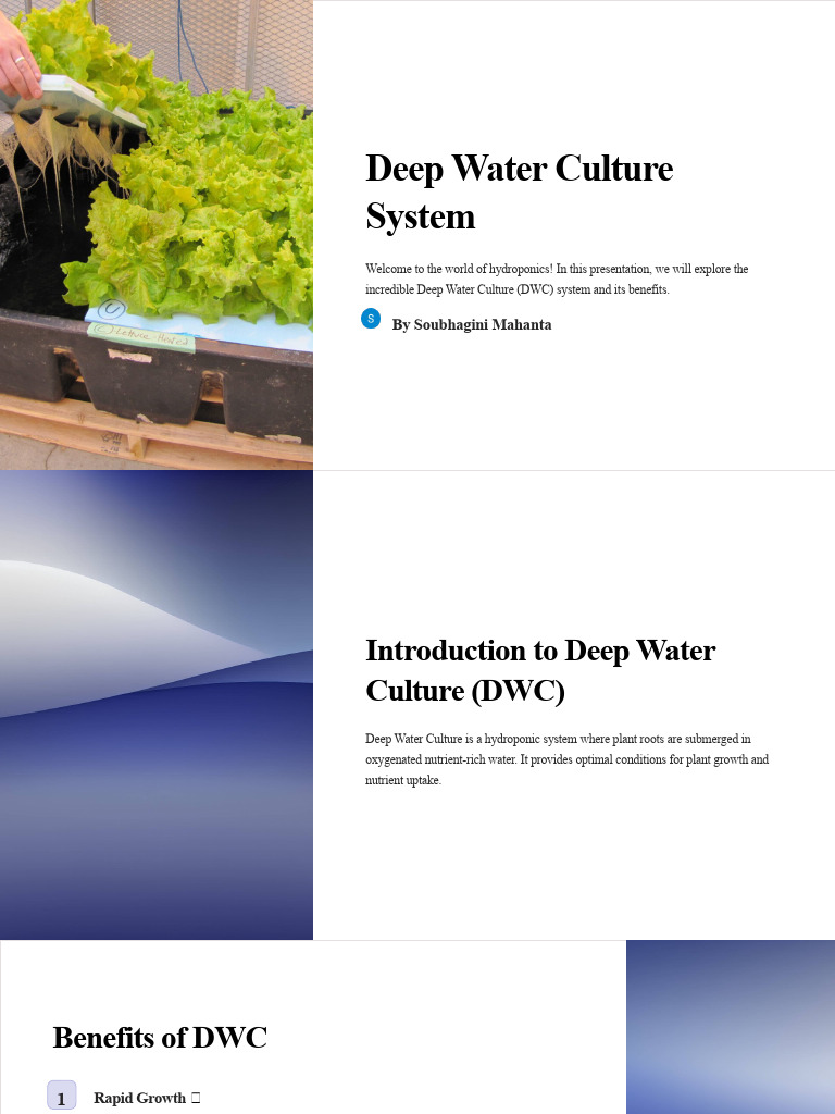 Deep Water Culture System | PDF | Hydroponics | Botany