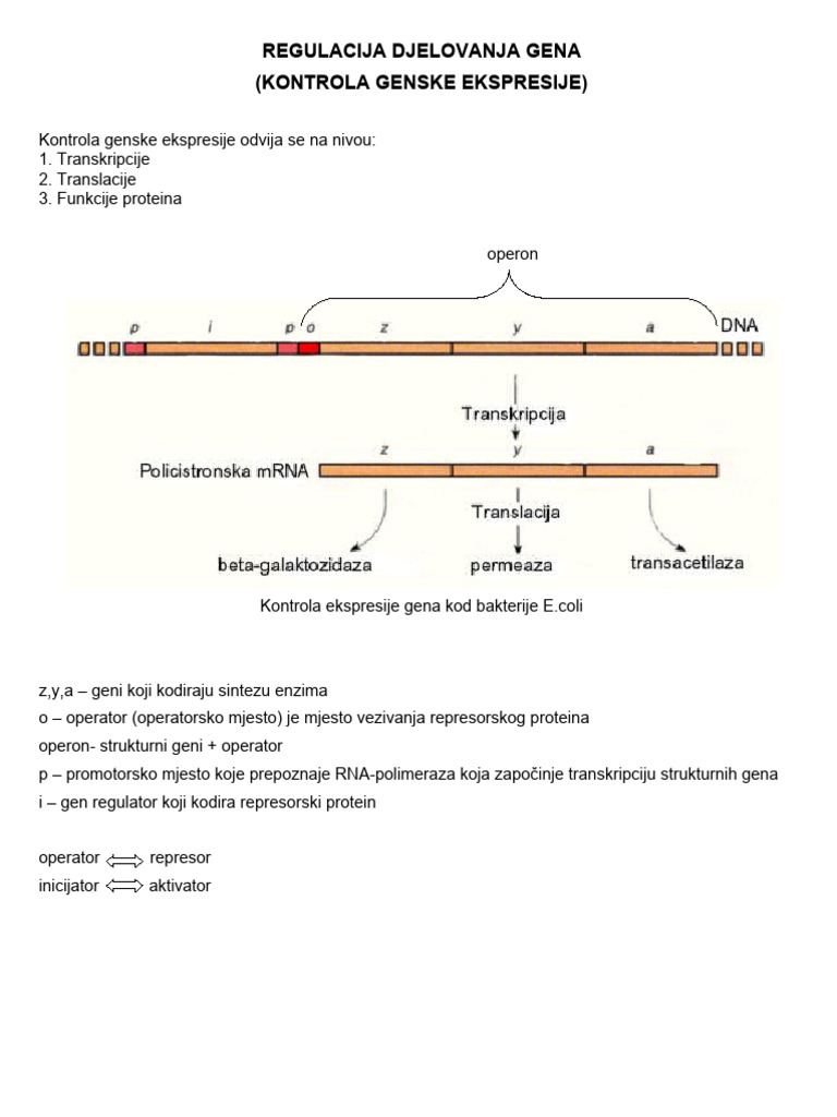 Regulacija Djelovanja Gena | PDF