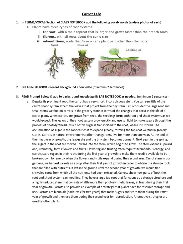 root_lab | PDF | Root | Plant Stem