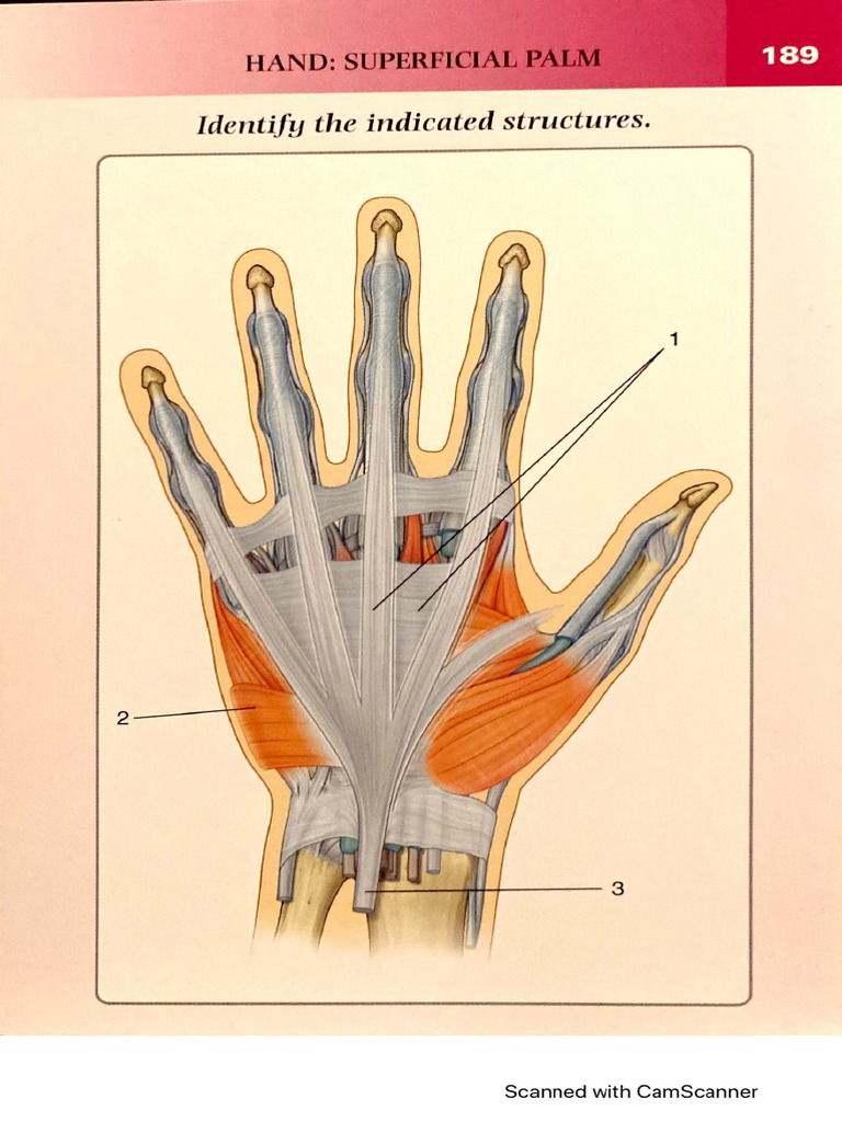Hand | PDF