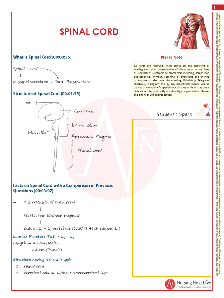 Spinal Cord | PDF | Vertebral Column | Neuroanatomy