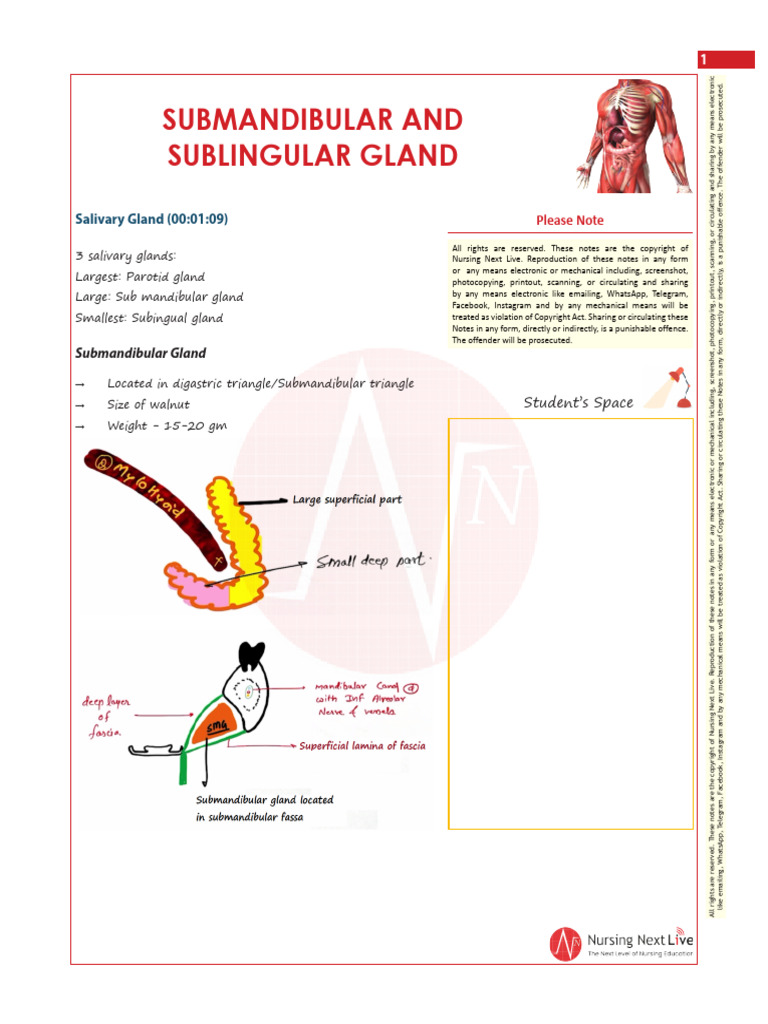 Submandibular & Sublingual Gland | PDF | Human Head And Neck | Glands
