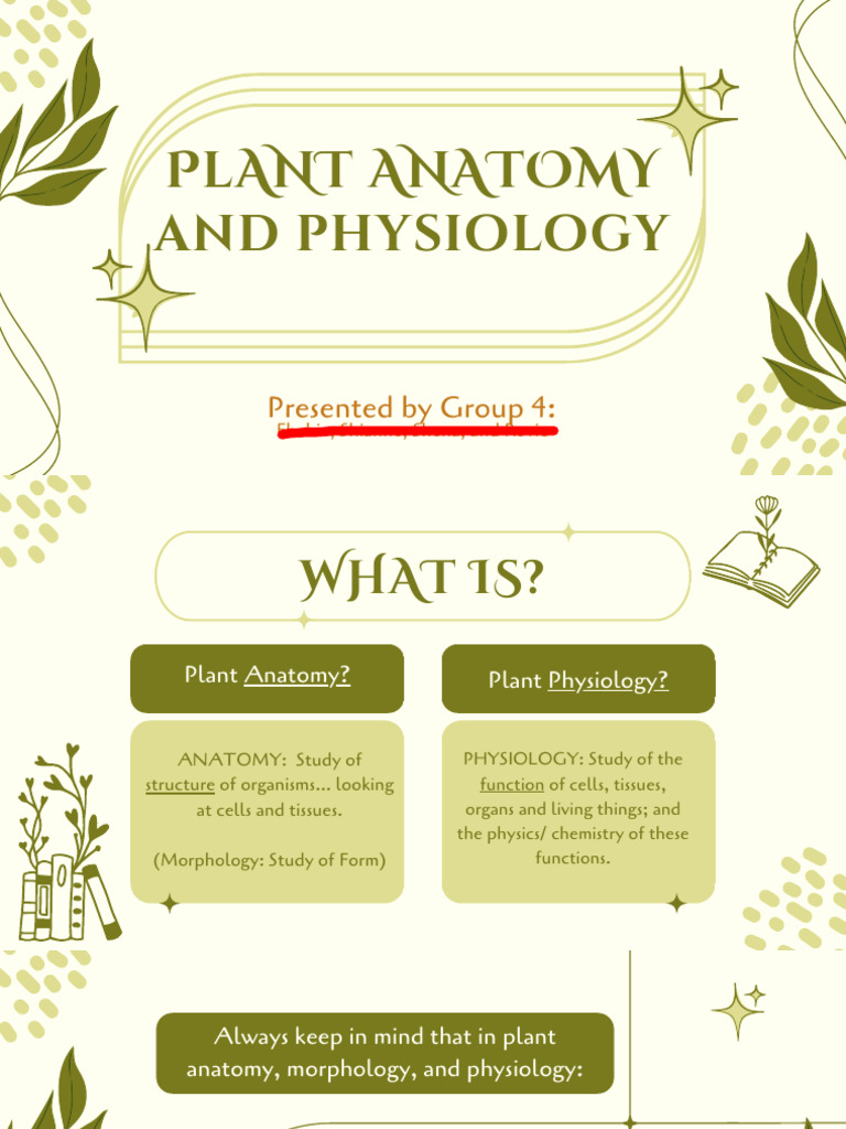 Plant Anatomy Chu Chu | Download Free PDF | Plant Stem | Leaf