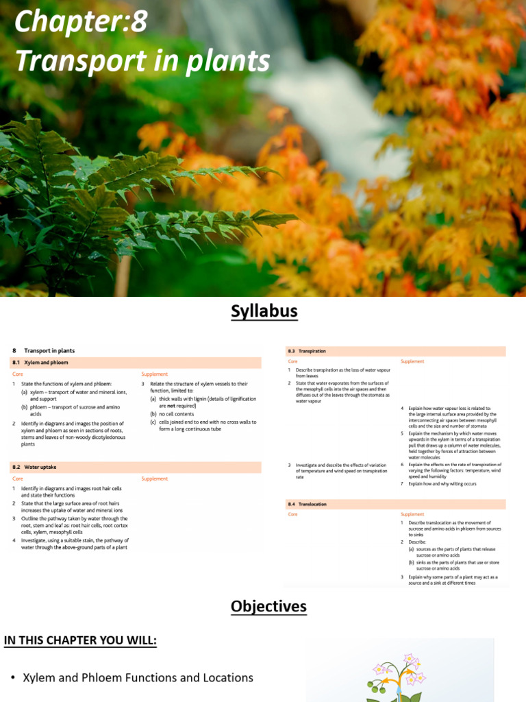 Chapter 8 Transport in Plant | PDF | Leaf | Plant Stem