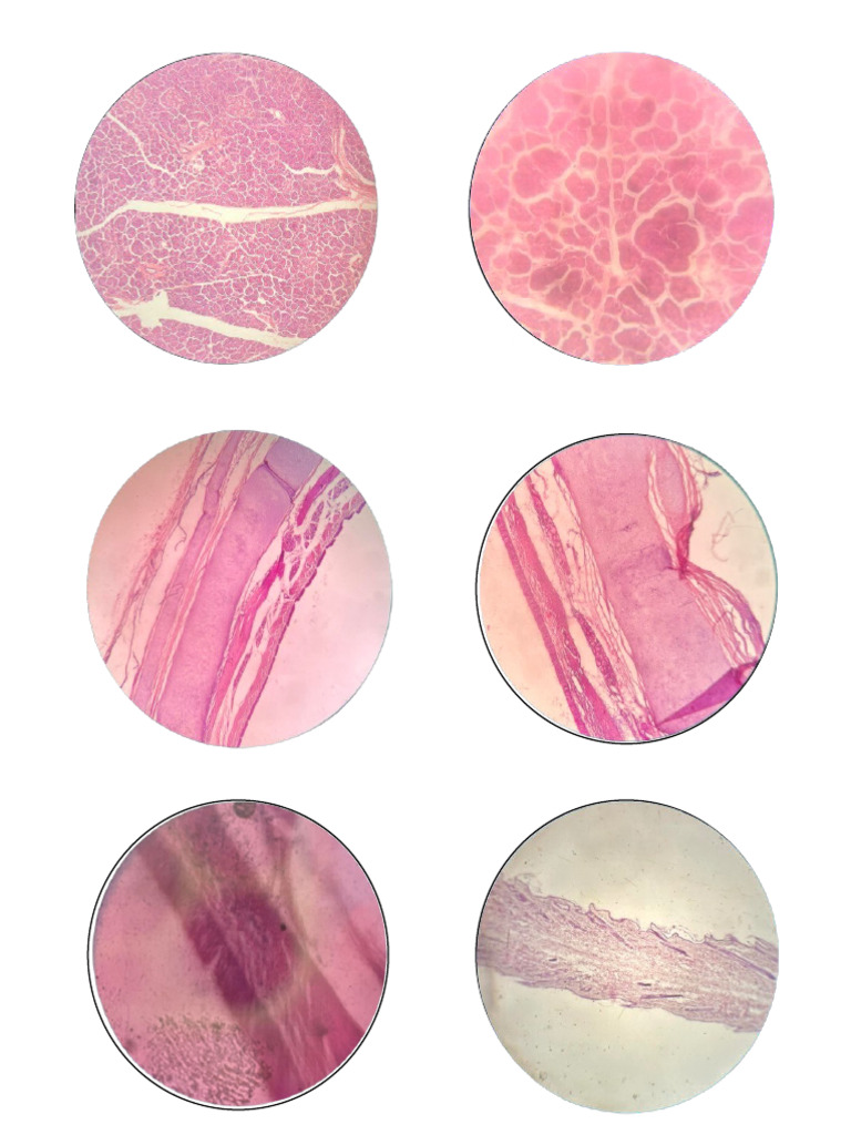 histo tissues | PDF