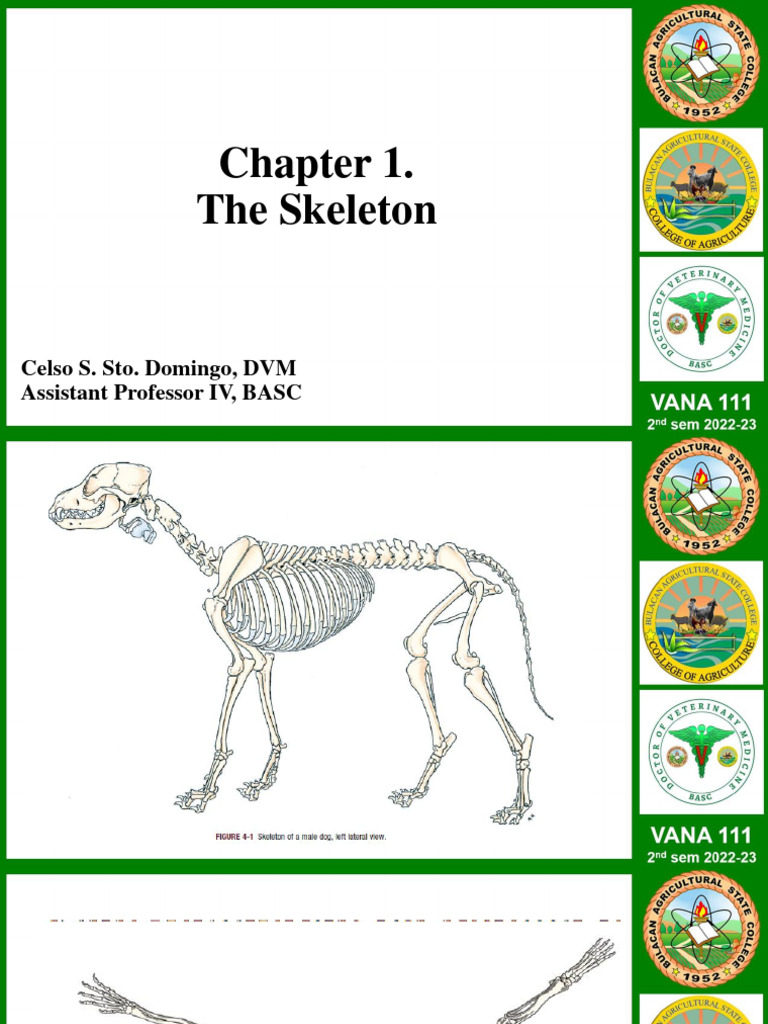 Chapter 1. Skeletal System | Download Free PDF | Vertebral Column | Vertebra