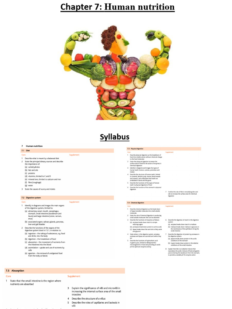 Chapter 7 Human Nutrition | PDF | Digestion | Small Intestine