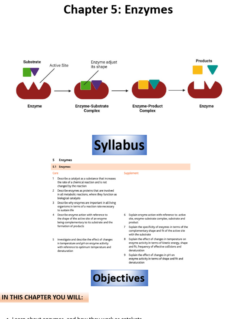 Chapter 5 Enzyme | PDF | Enzyme | Active Site