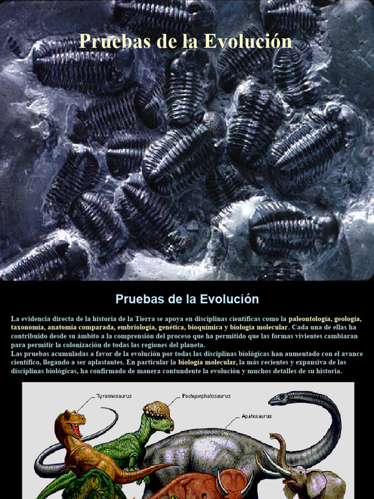 Pruebas de La Evolucion | PDF | Evolución | Fósil
