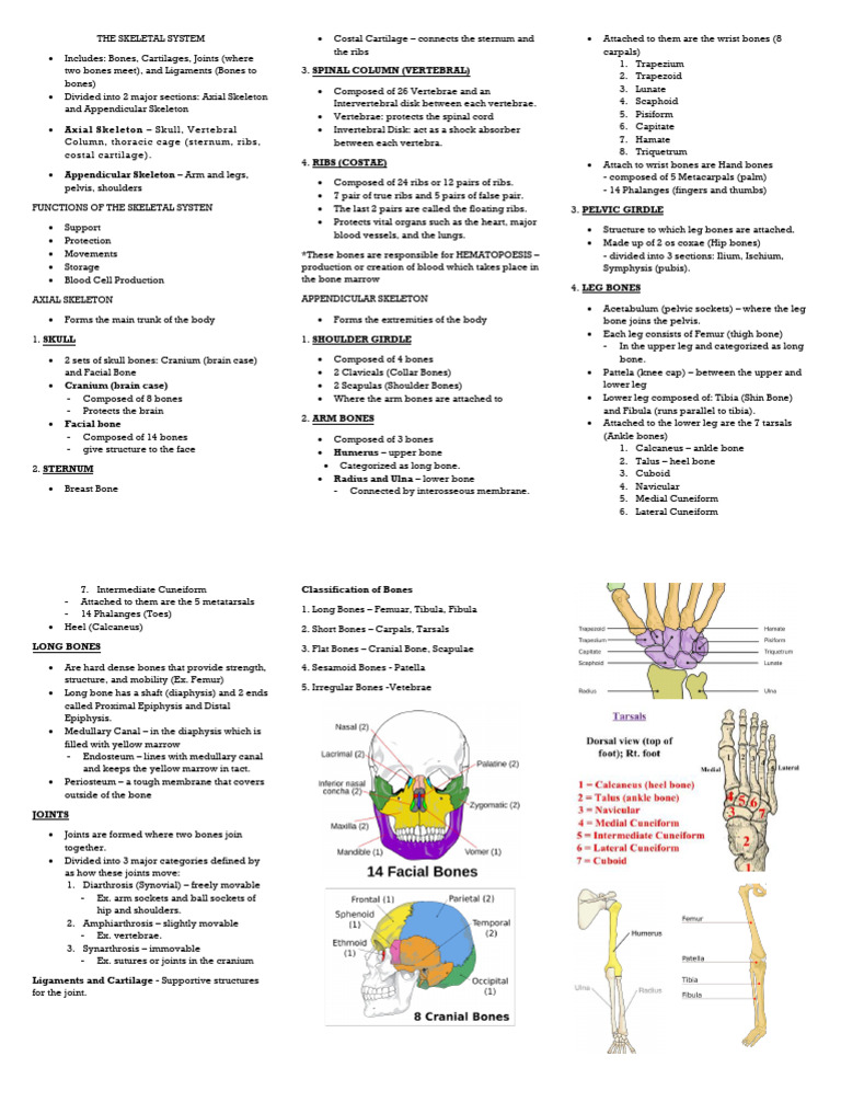 Skeletal-System | PDF | Skeleton | Pelvis