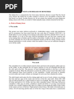 How To Bee by Bren Macdibble | PDF | Adjective