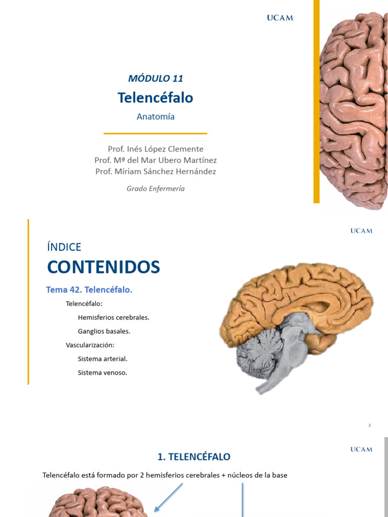M11 - Tema 42 - Telencéfalo | PDF | Cerebro | Sistema límbico