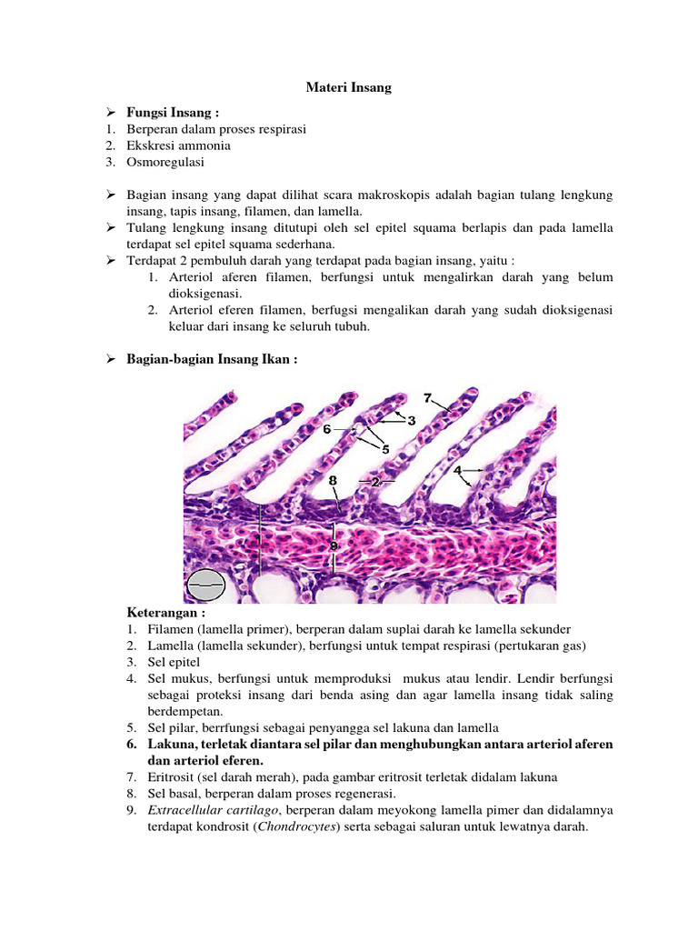 Materi Insang | PDF | Sains & Matematika