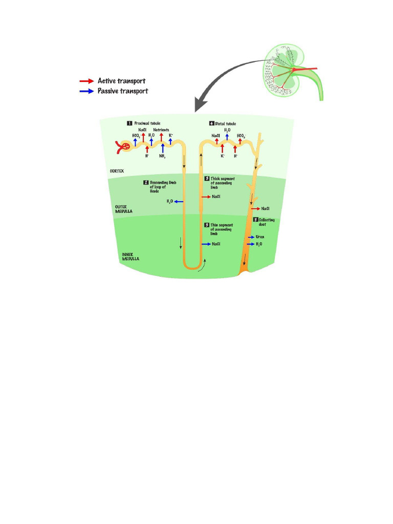 Kidney Active and Passive Transport Basic Anatomy | PDF