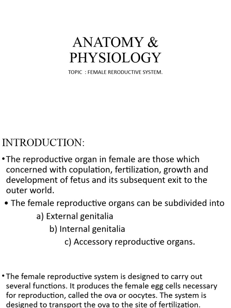 Female Reproductive System | PDF | Menstrual Cycle | Uterus
