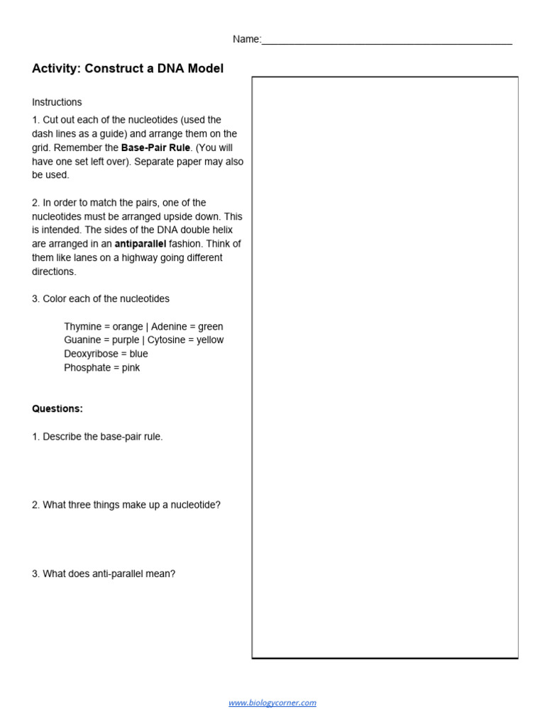 Activity Construct A DNA Model | PDF | Teaching Methods & Materials ...
