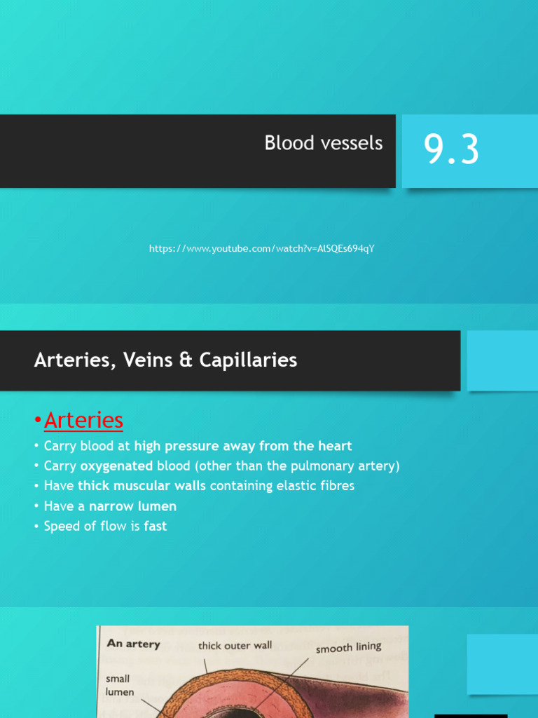 Blood Vessels | PDF