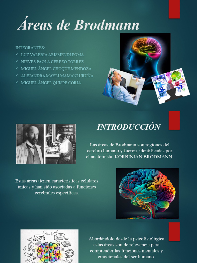 Funciones de las Áreas de Brodmann | PDF | Cerebro | Lóbulo temporal