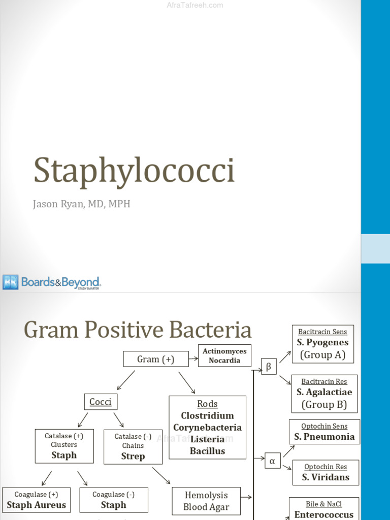 Staphylococci atf | PDF | Methicillin Resistant Staphylococcus Aureus | Staphylococcus Aureus