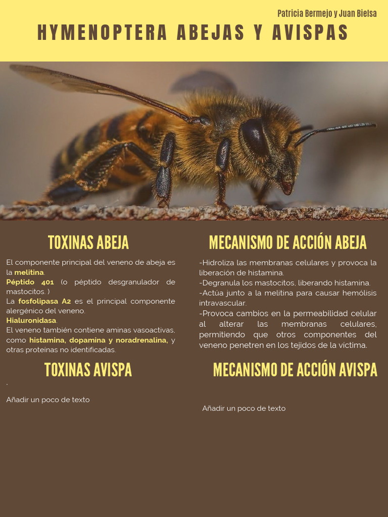 Abejas y Avispas | PDF | Avispa | Especialidades Medicas