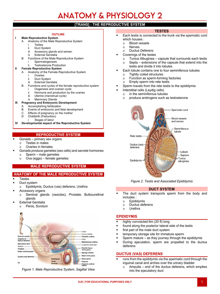 14-REPRODUCTIVE-SYSTEM-1 | PDF | Menstrual Cycle | Ovary