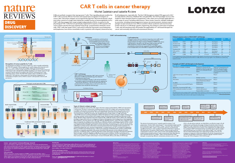 CAR T Cell Therapy for Cancer Treatment | PDF | T Cell | Molecular Biology