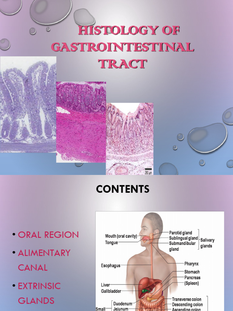 Histology of The Digestive System | PDF | Stomach | Gastrointestinal Tract
