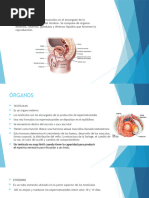 Anatomía del Cuerpo de Highmore | PDF | Testículo | Próstata